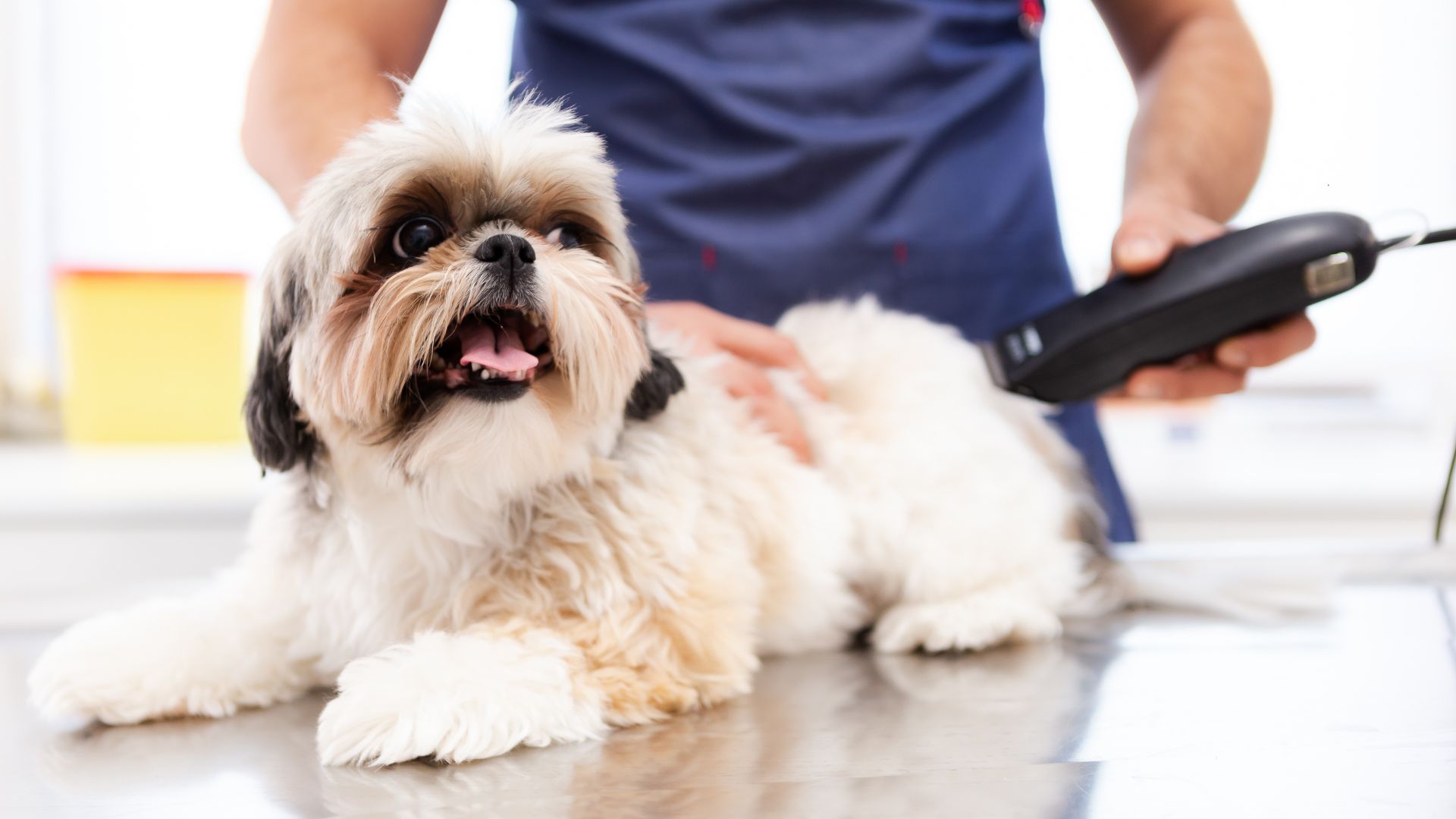 Pet Limited Shaving In Bozeman, MT | Valley View Veterinary Hospital