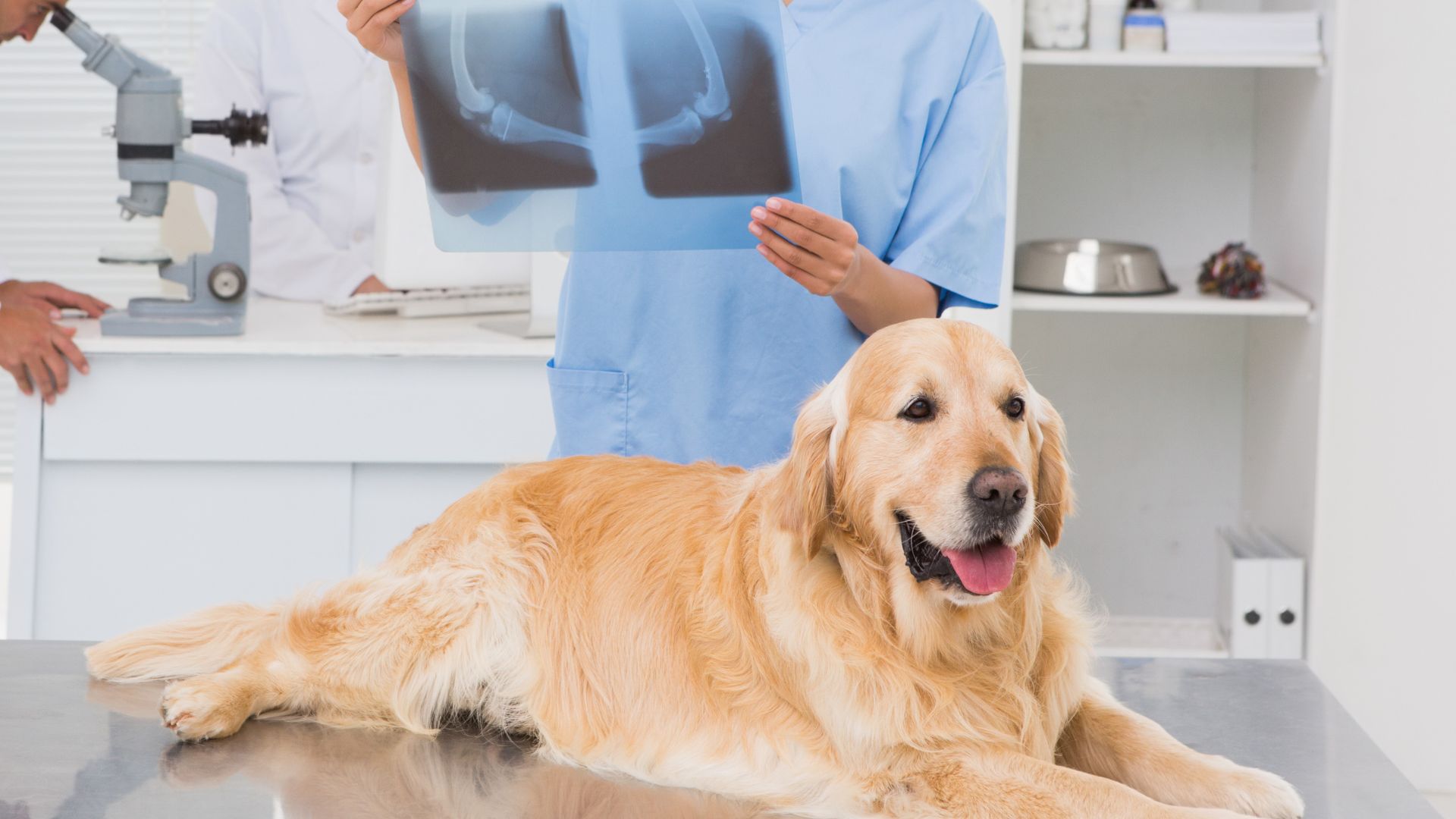 Pet Radiology In Bozeman, MT | Valley View Veterinary Hospital