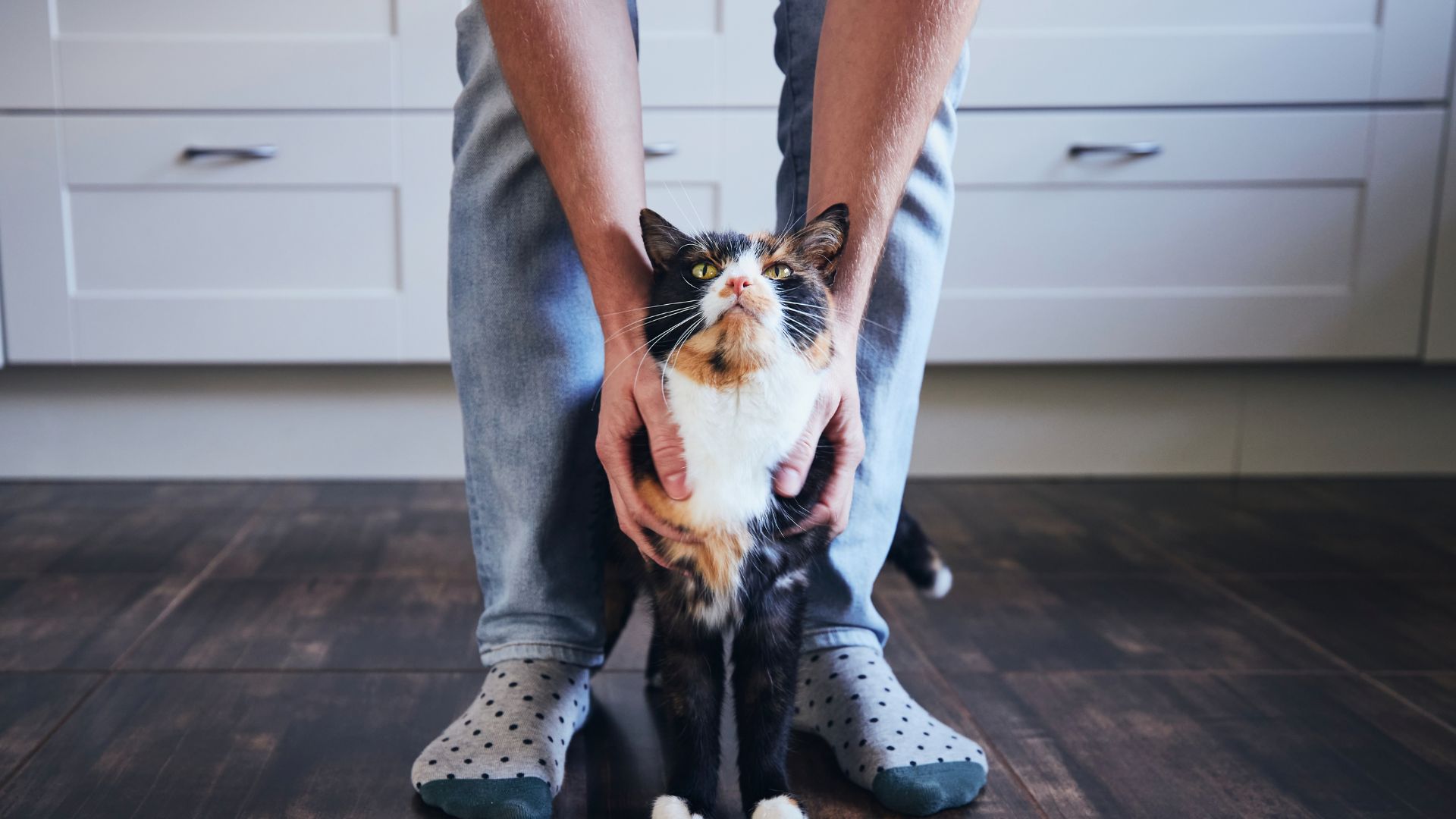 Pet Behavioral Counseling In Bozeman, MT | Valley View Veterinary Hospital