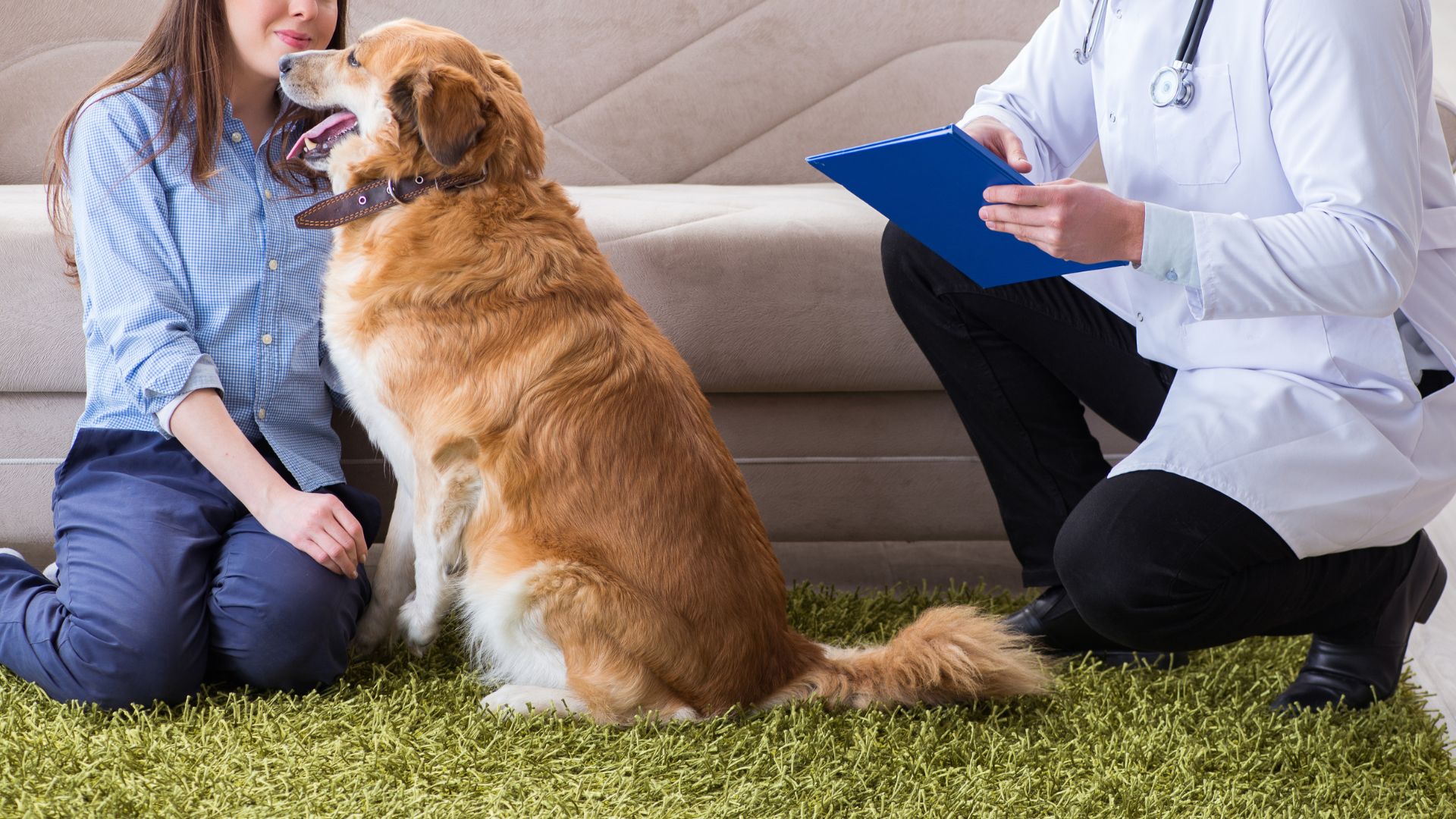 Pet House Calls In Bozeman, MT | Valley View Veterinary Hospital