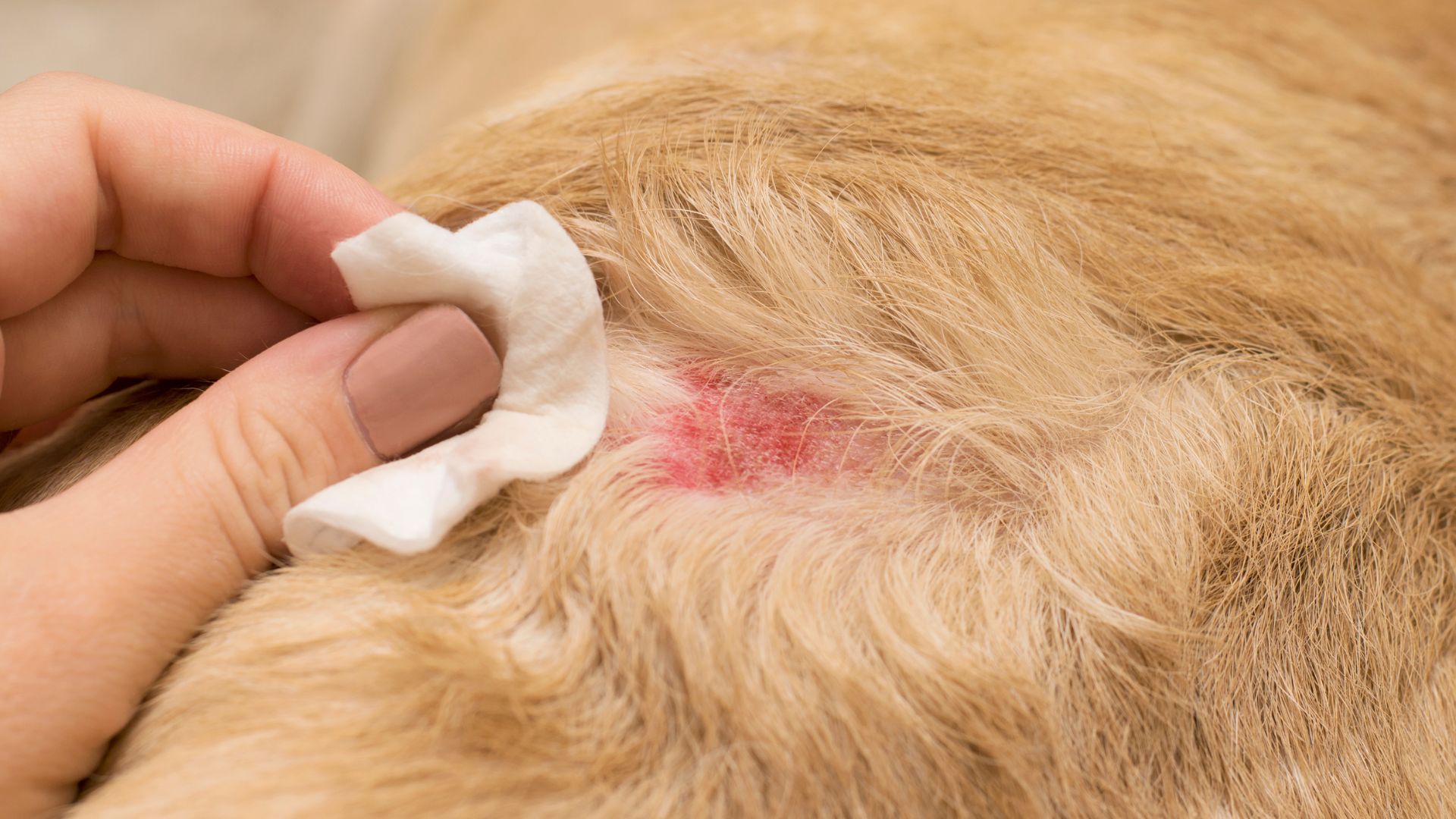 Pet Dermatology In Bozeman, MT | Valley View Veterinary Hospital