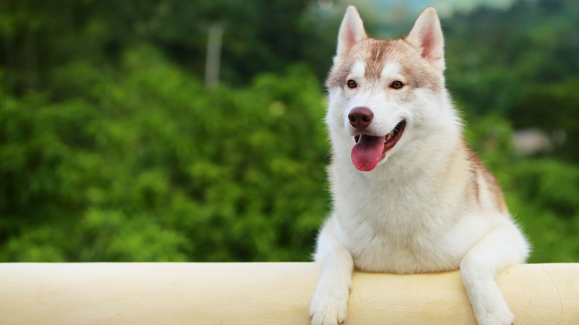 About Valley View Veterinary Hospital | Vet In Bozeman, MT