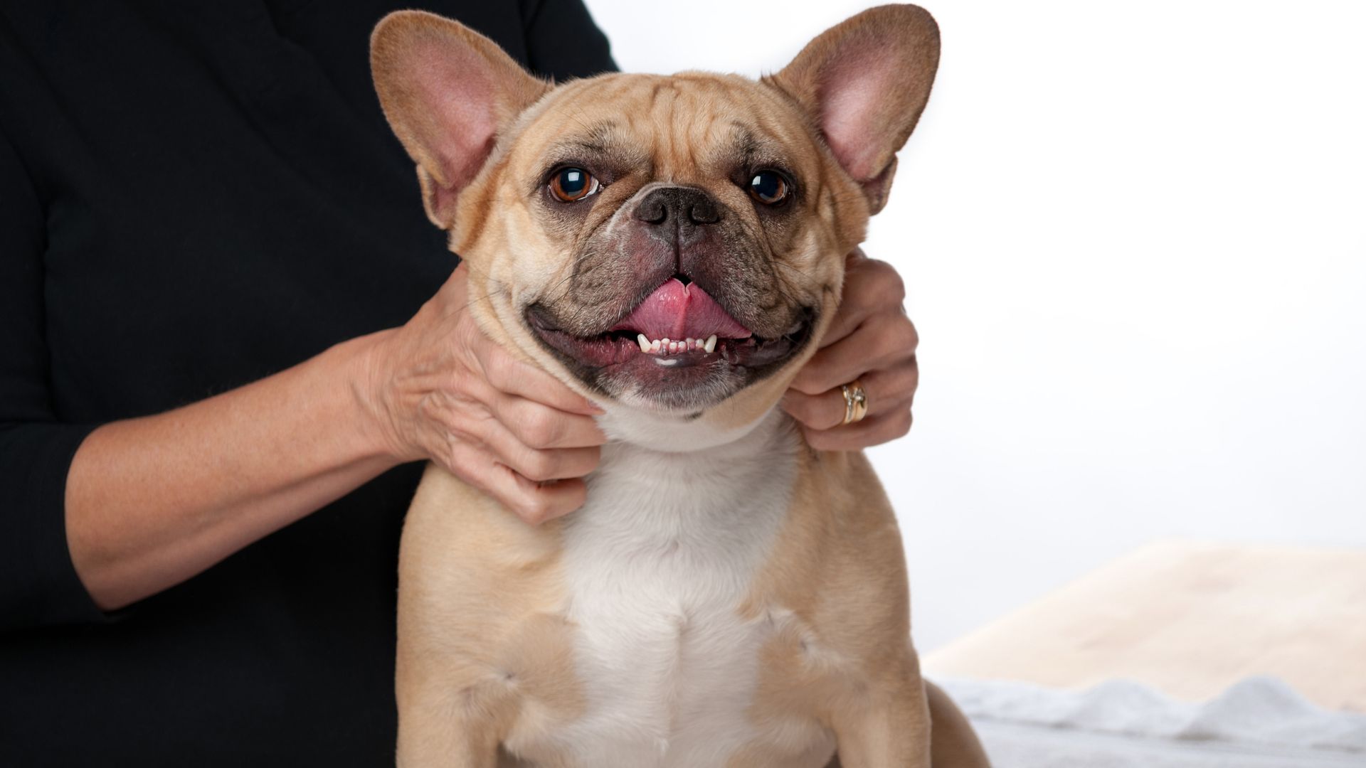 Pet Alternative Therapy In Bozeman, MT | Valley View Veterinary Hospital