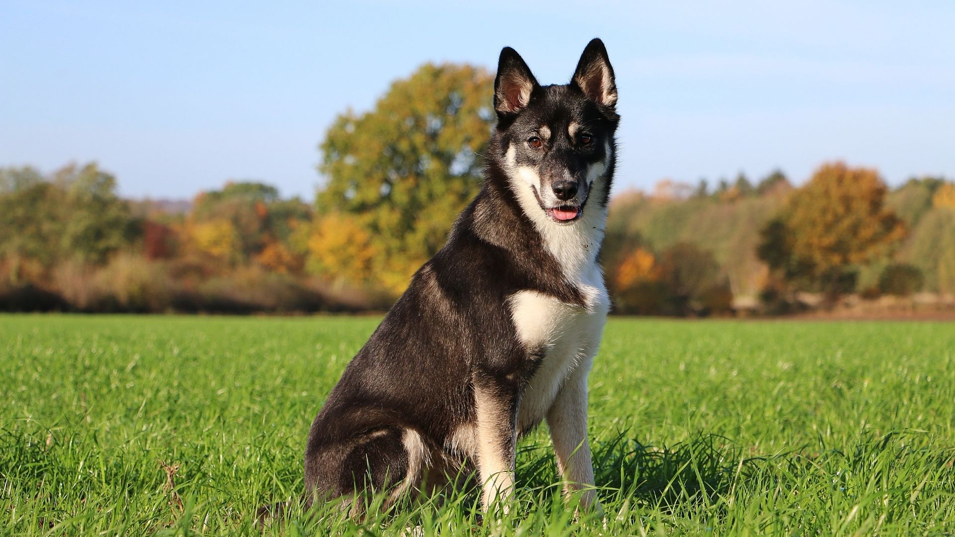 New Clients | Valley View Veterinary Hospital